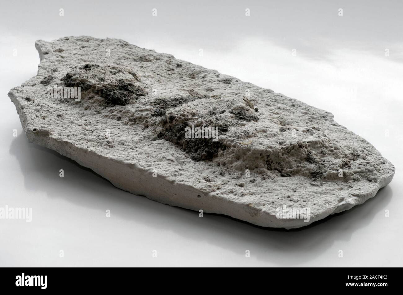 Prehistoric human footprint. Plaster cast of a human footprint found ...