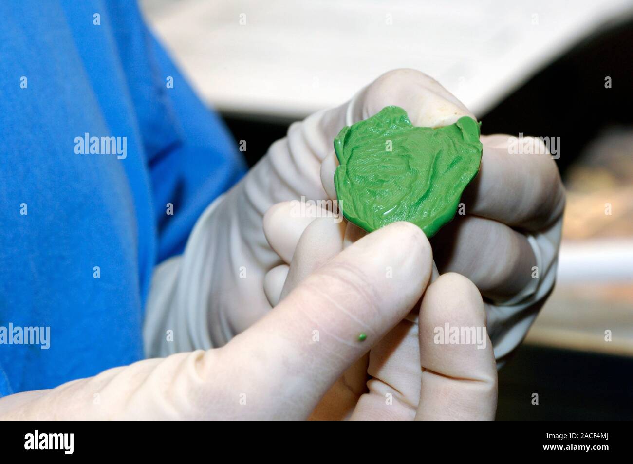 Forensics fingerprinting material testing. Researcher holding a ...