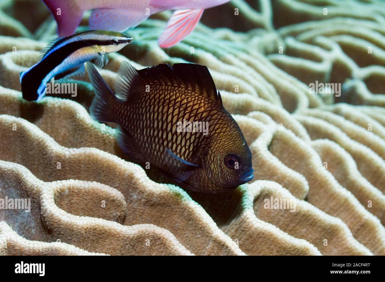 Reticulated dascyllus fish (Dascyllus reticulatus) with a cleaner ...