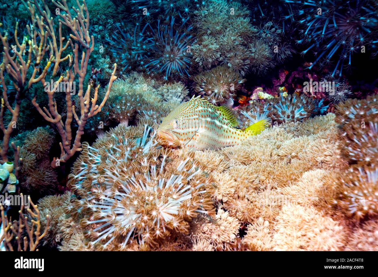 Slender grouper (Anyperodon leucogrammicus, centre) lying on pulsing ...