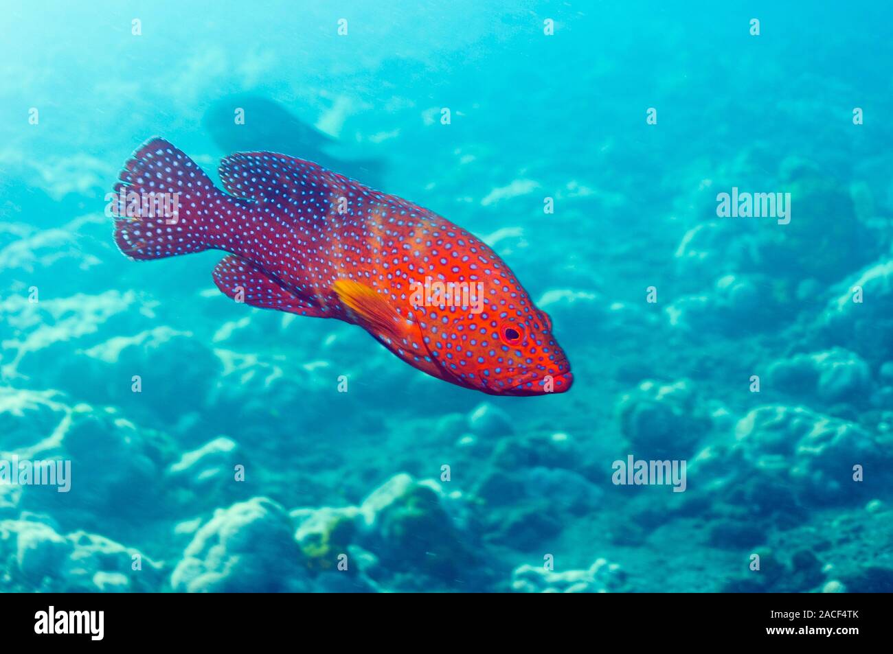 Coral hind grouper (Cephalopholis miniata) on coral. This fish inhabits ...