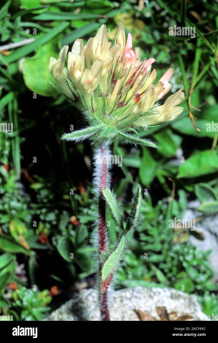 Clover (Trifolium noricum) flower stalk. Photographed in Gran Sasso ...