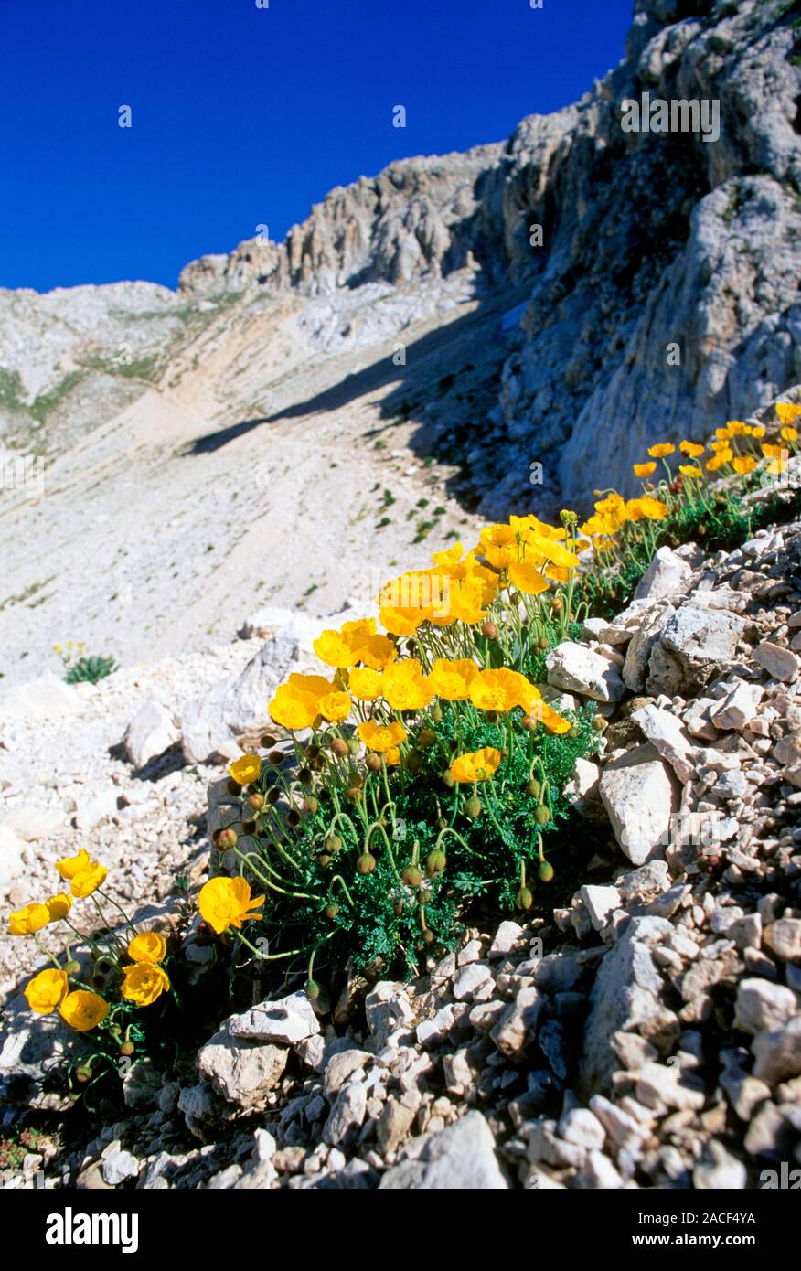 Pirin poppy (Papaver degenii) in flower on a mountainside. Photographed ...