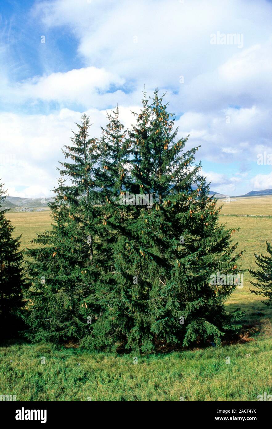European spruce (Picea excelsa) trees in a mountain valley ...