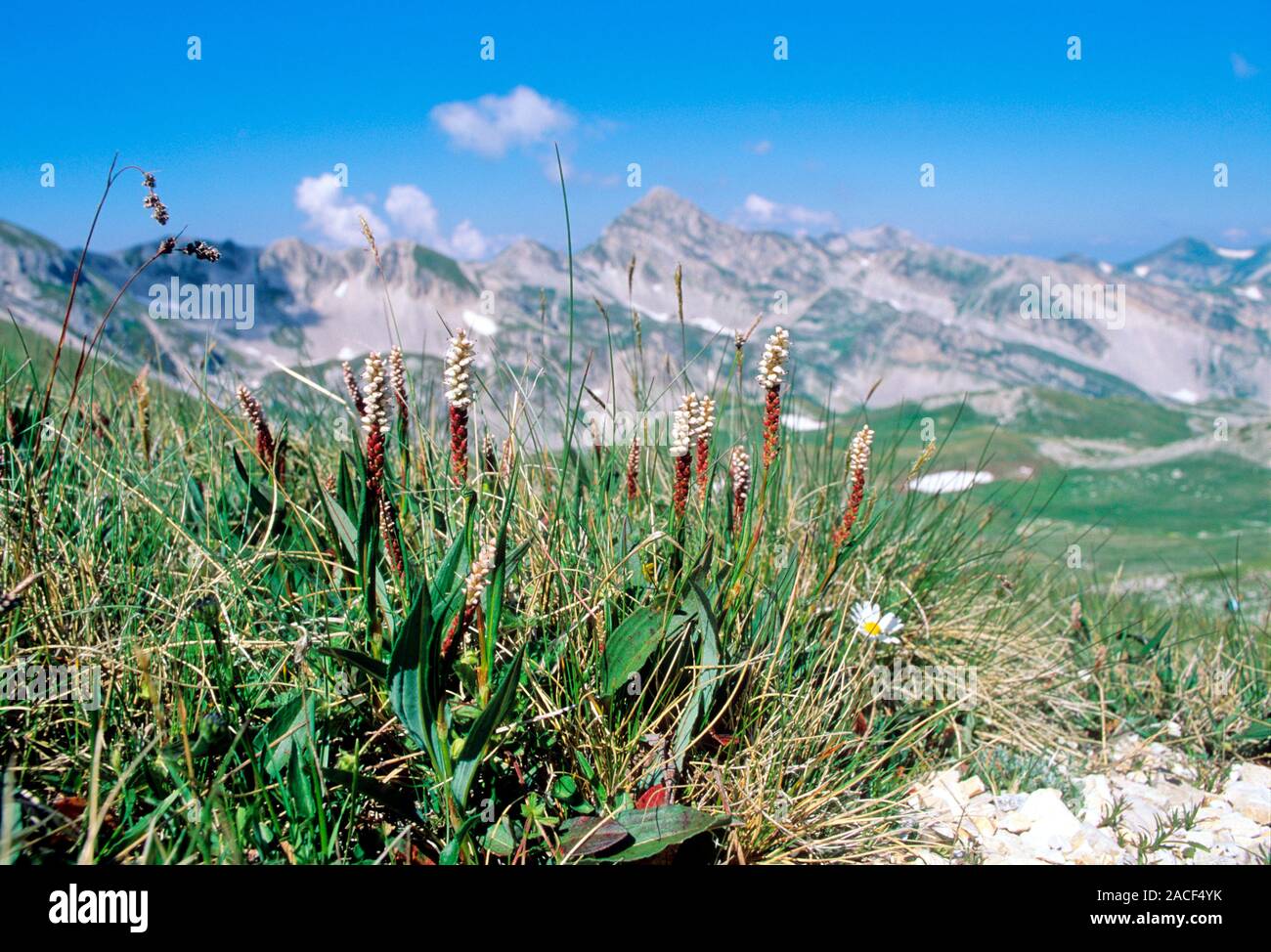 Alpine bistort flowers (Polygonum viviparum) in flower on a ...