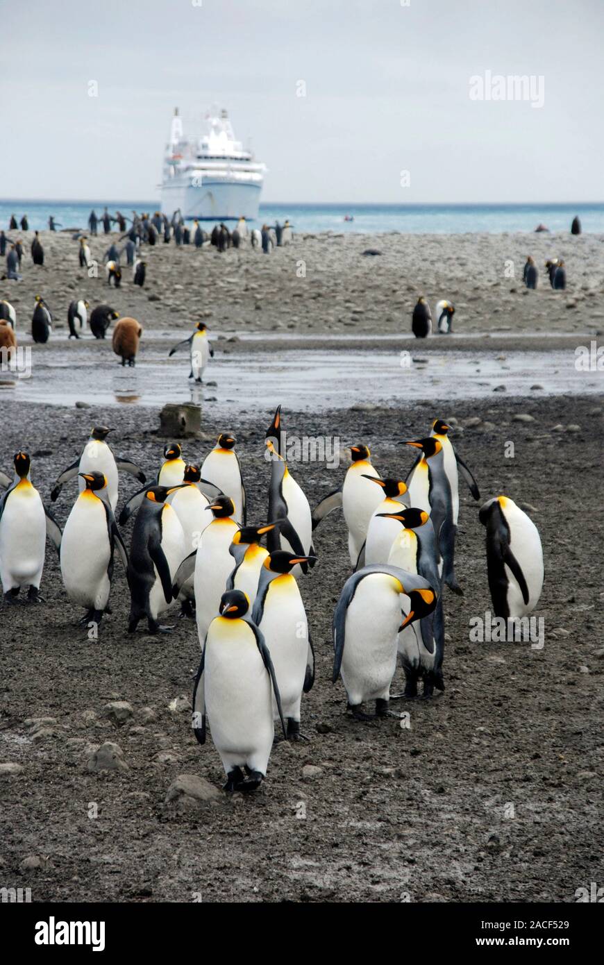 King penguins on the shore. A tourist cruise ship is in the background ...