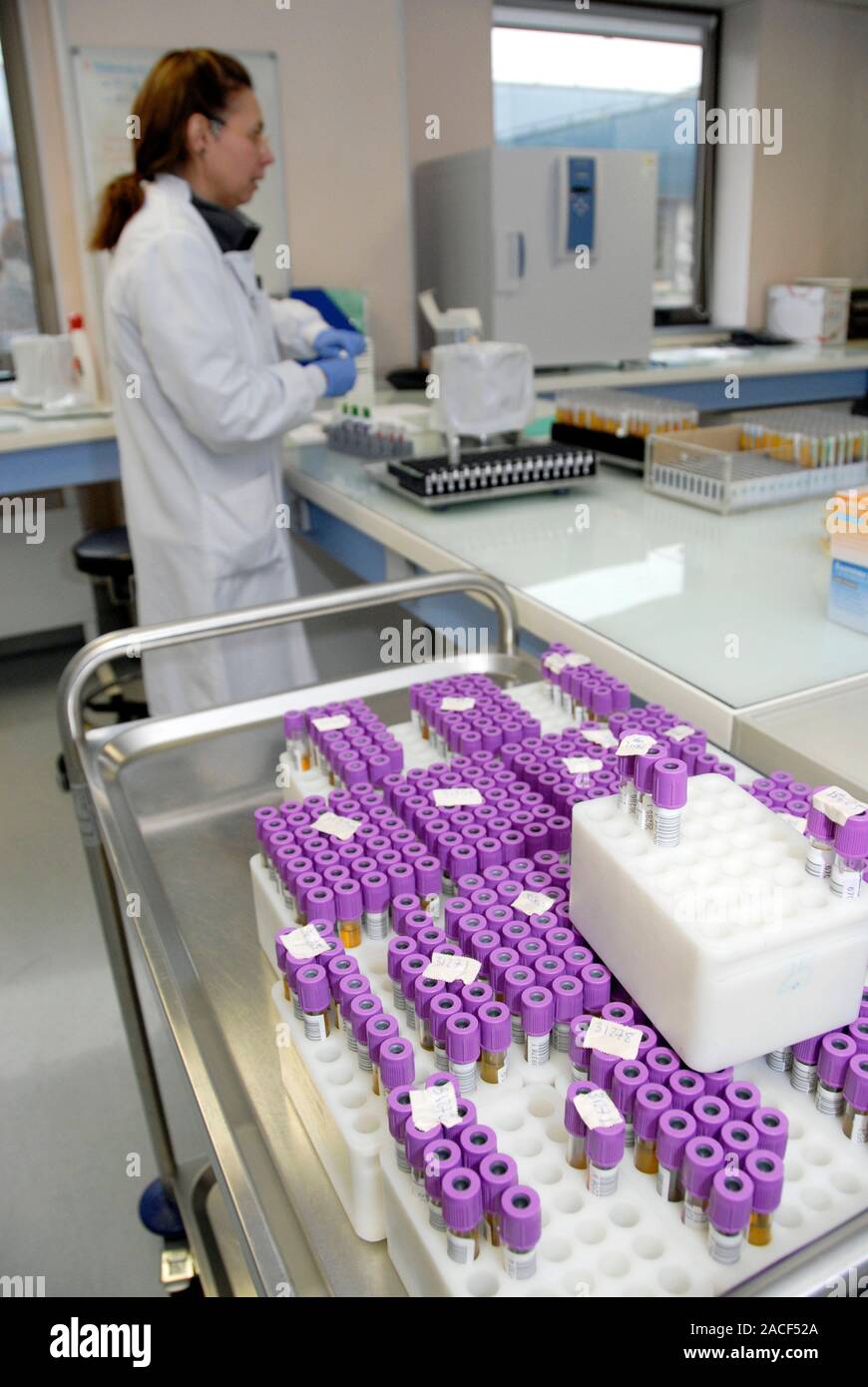 Blood analysis. Haematologist preparing samples of donated blood for ...