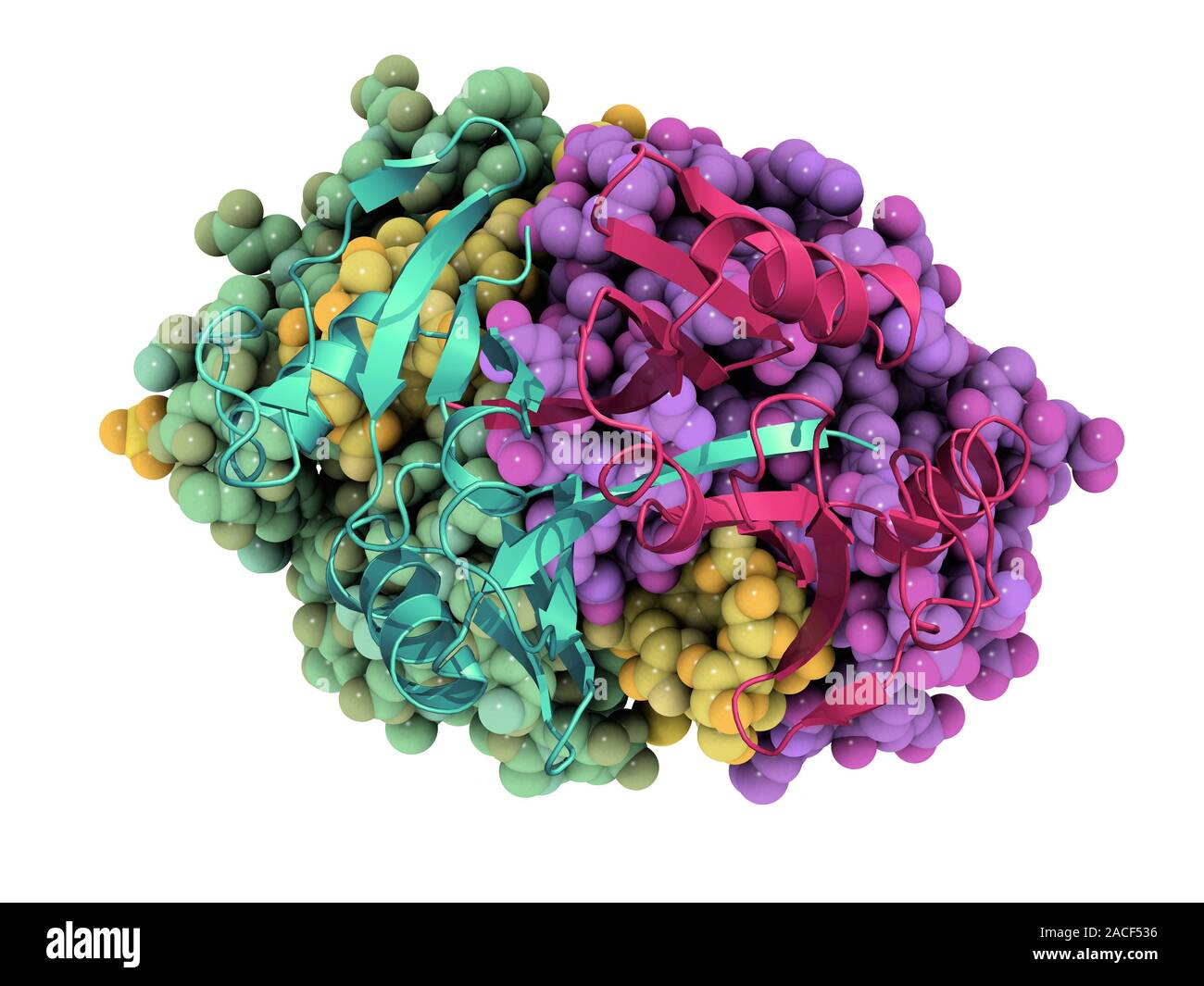 Bleomycin anti-cancer agent. Computer model showing the molecular ...