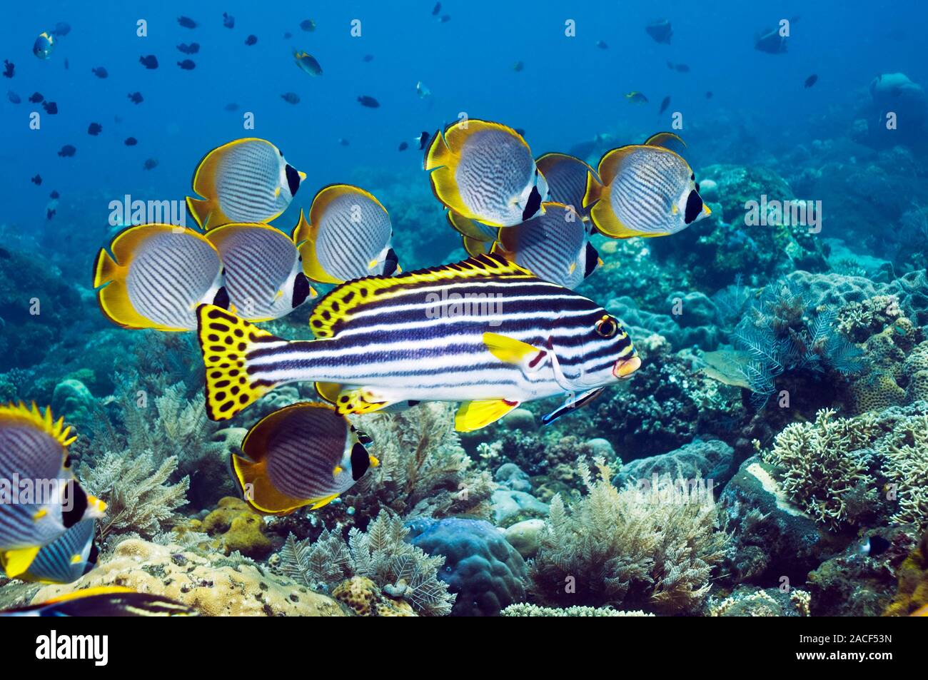 Oriental sweetlips (Plectorhinchus vittatus, centre) fish and panda ...