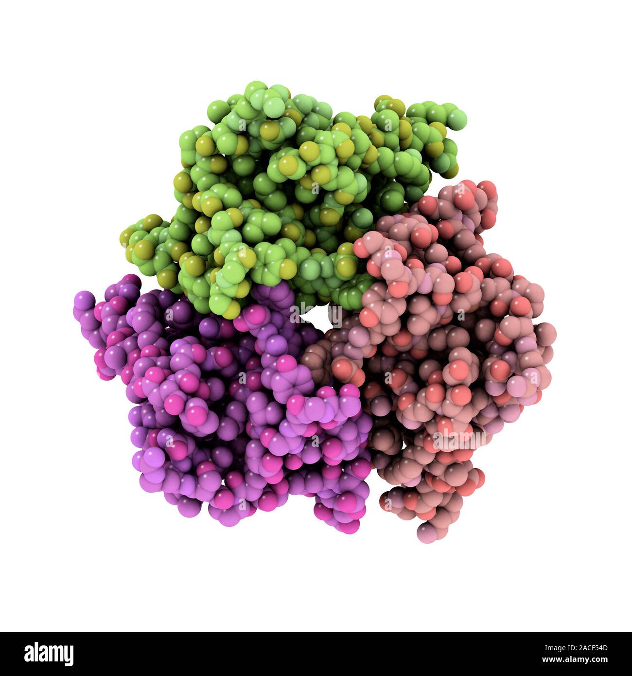 Leptin Molecule Computer Model Showing The Tertiary Structure Of The