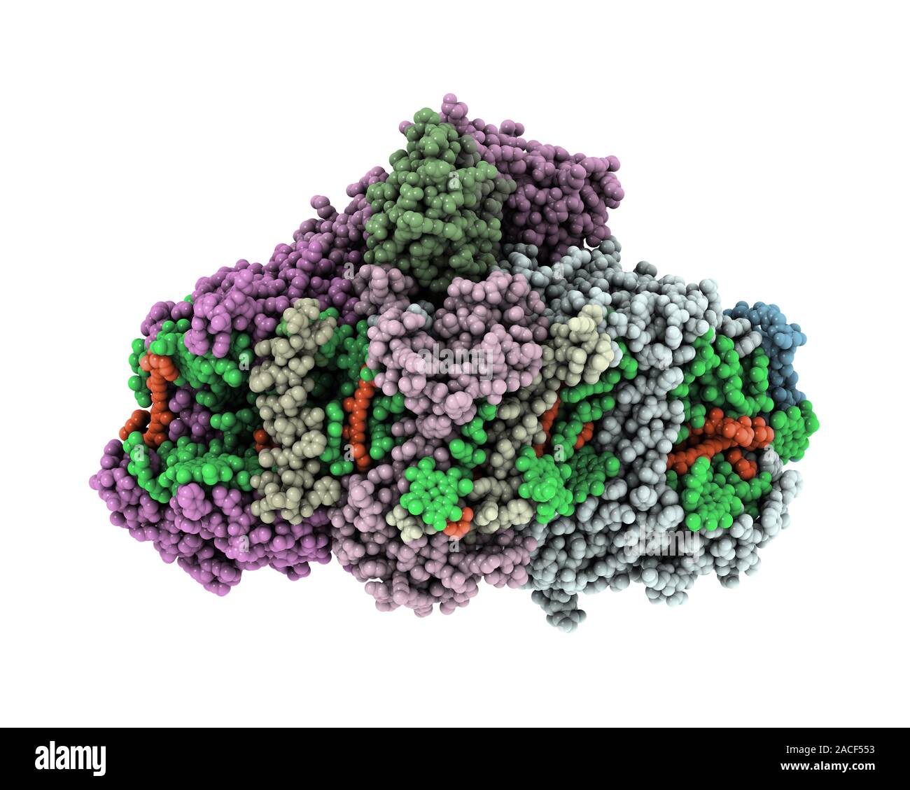 Photosystem I. Computer model of the molecular structure of the ...