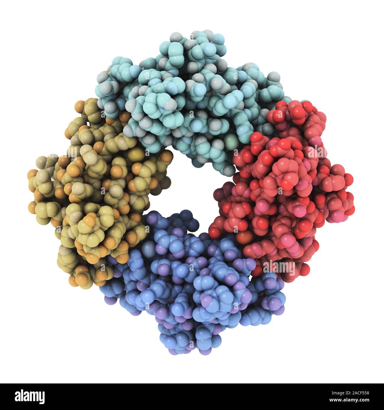 Sensory rhodopsin transducer molecule. Computer model showing the ...