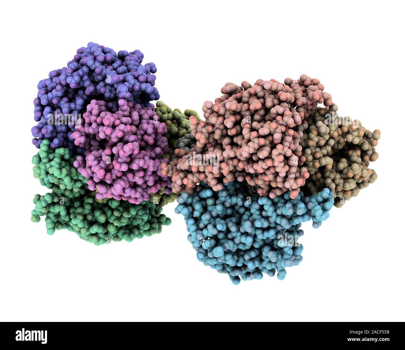 Serotonin N-acetyl transferase molecule. Computer model showing the ...