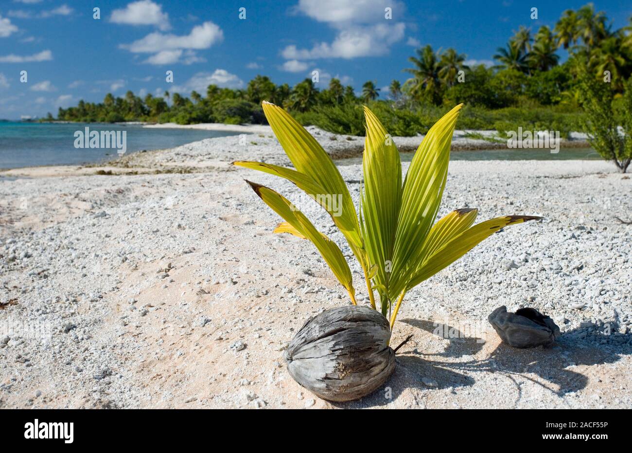 Sprouting coconut (Cocos sp.) on a beach. Photographed at Aitutaki ...