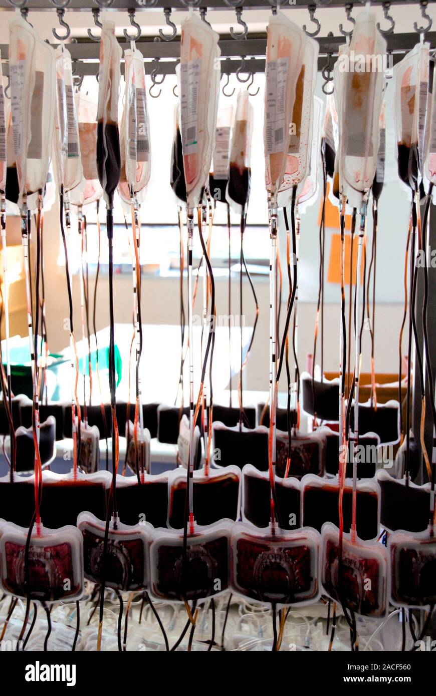 Donor blood processing. The donor blood in these blood bags is being ...