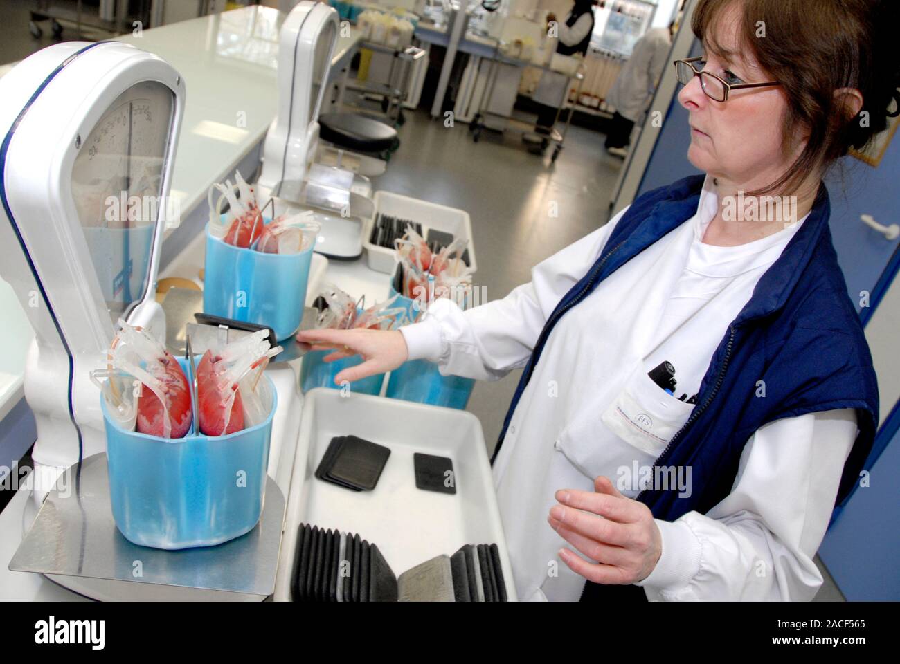 Donor blood processing. Haematologist weighing blood bags containing ...