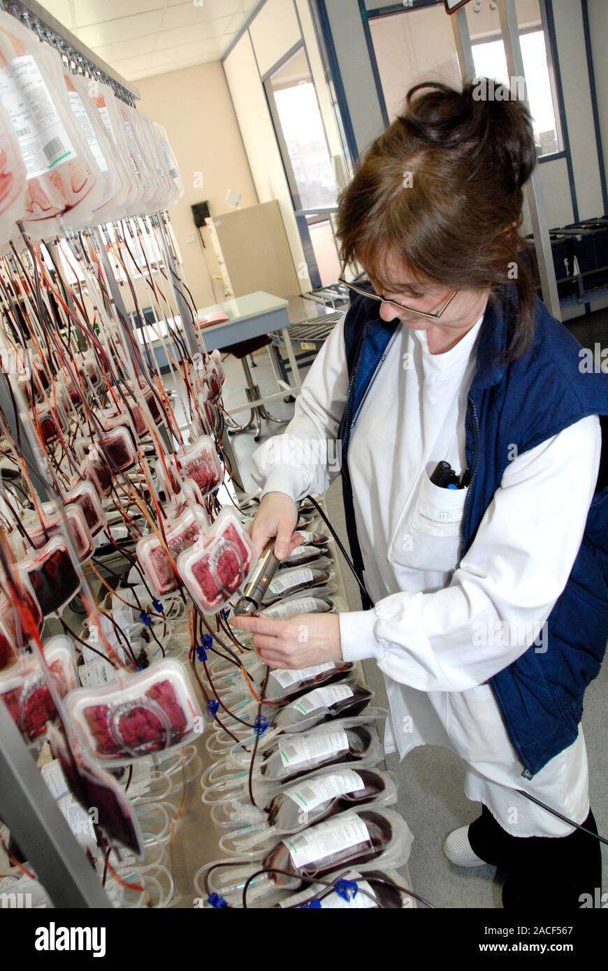 Donor blood processing. Haematologist analysing blood bags containing ...