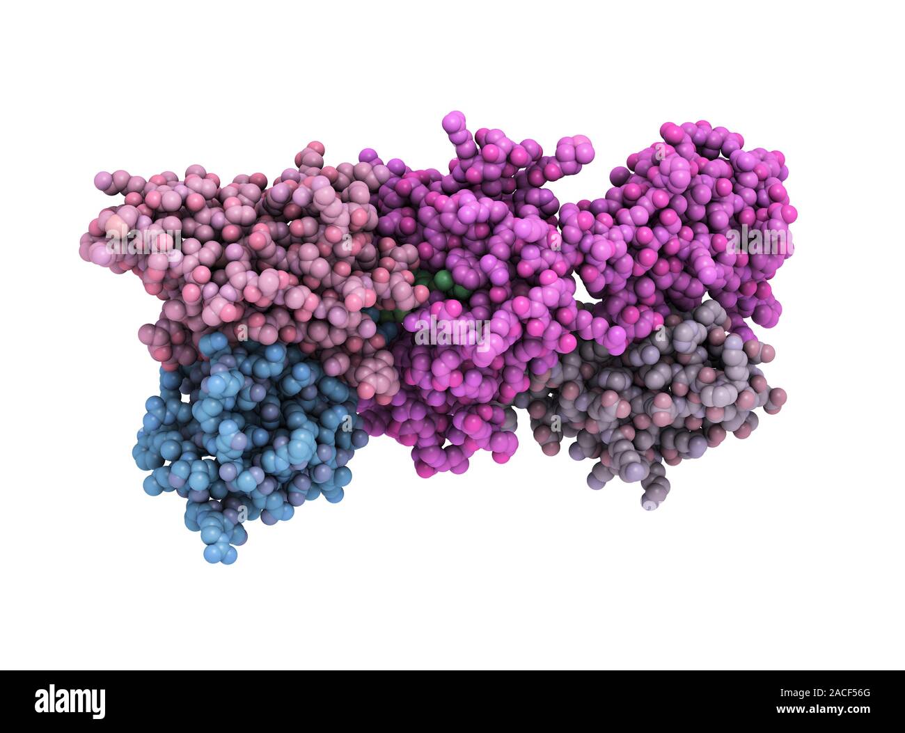 T-cell receptor - MHC complex. Computer model showing the molecular ...