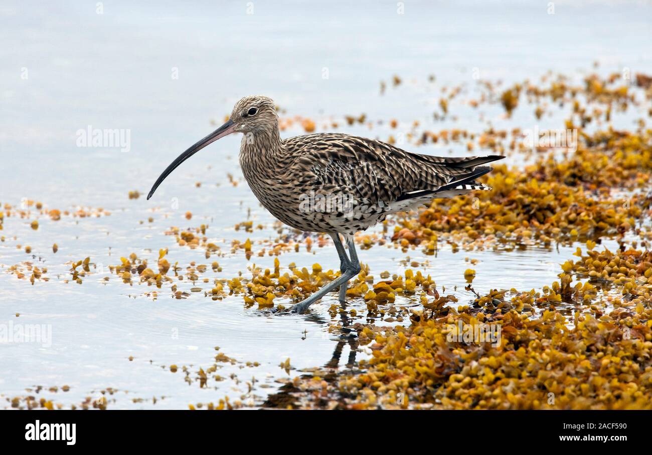 Eurasian curlew (Numenius arquata). The eurasian curlew is the largest ...