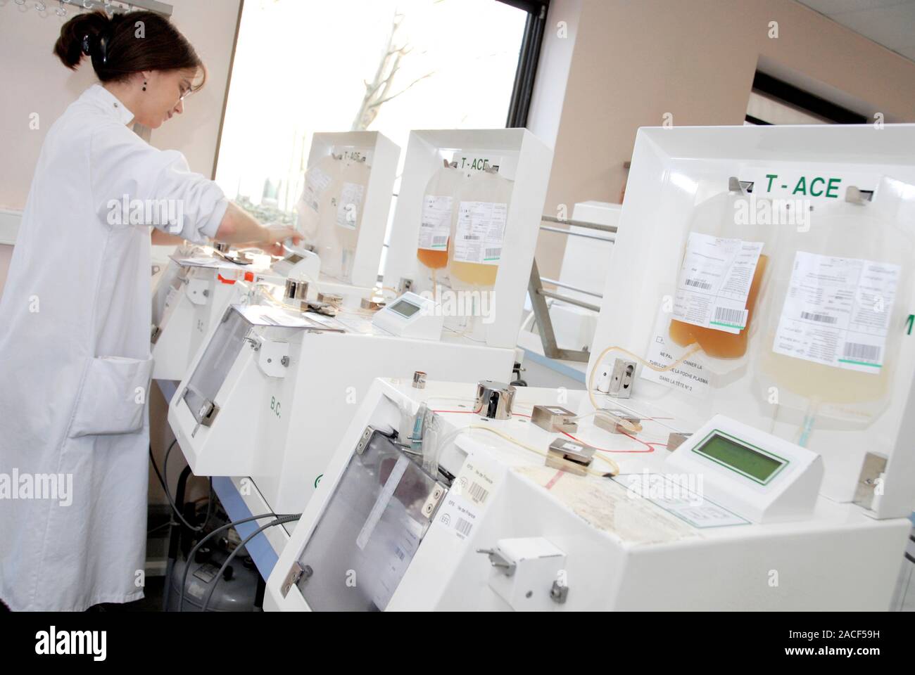 Donor blood processing. Haematologist adjusting an apheresis machine ...