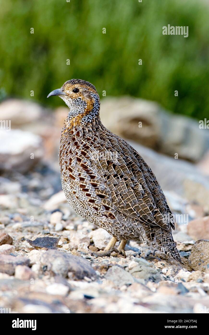 Male grey-winged francolin (Scleroptila africanus) standing in the open ...
