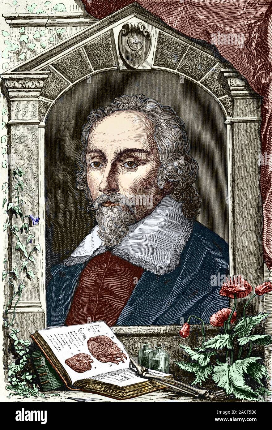 William Harvey (1578-1657), English physician. Harvey is considered the ...