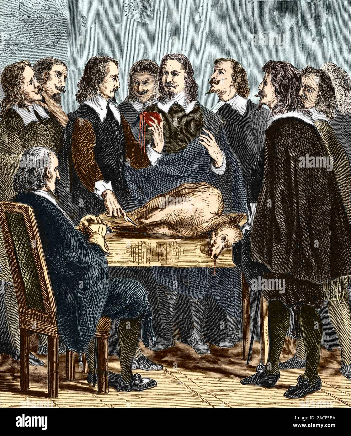 William Harvey (1578-1657), English physician, dissecting an animal ...