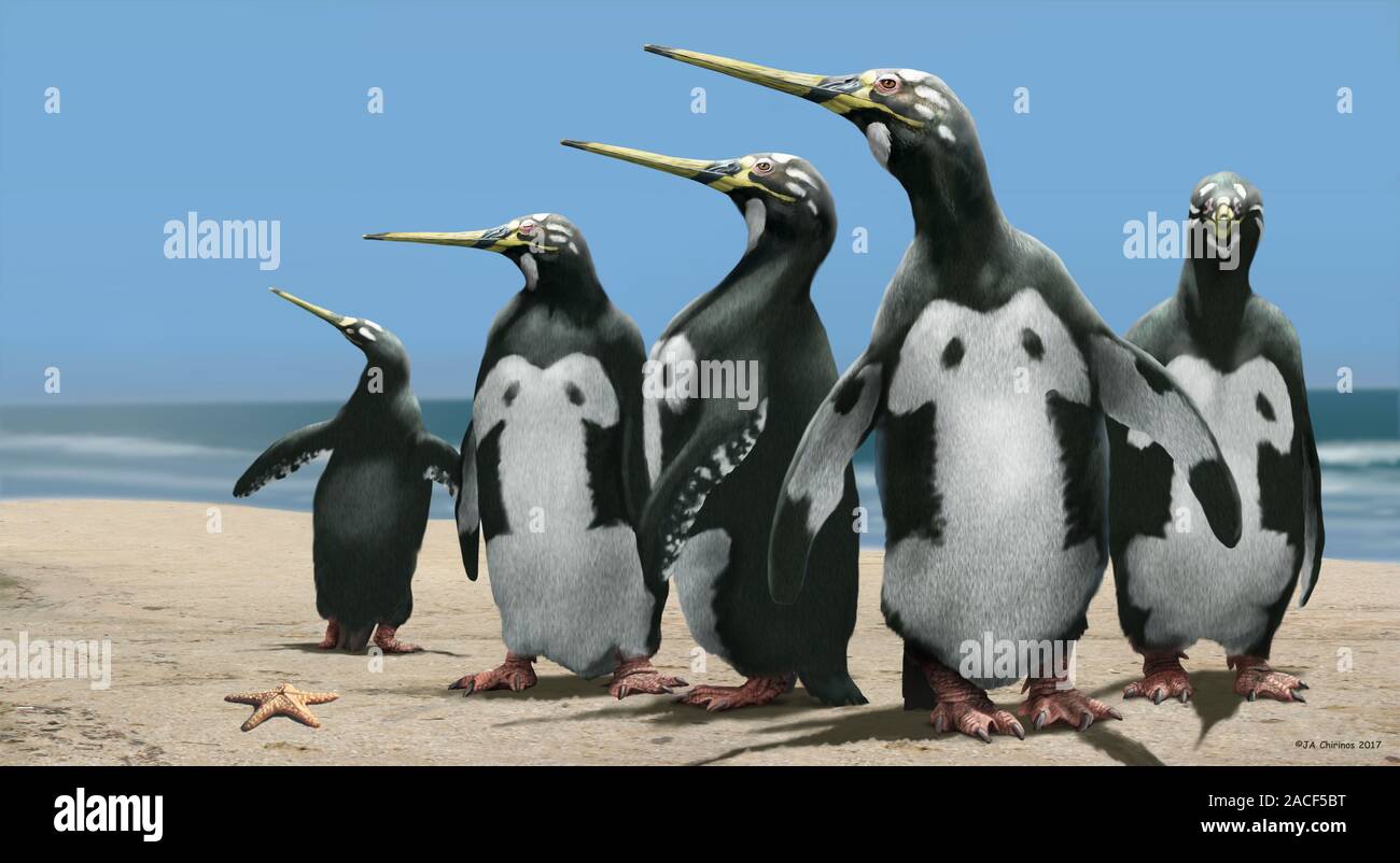Giant extinct penguin (Icadyptes salasi), artwork. This extinct species ...