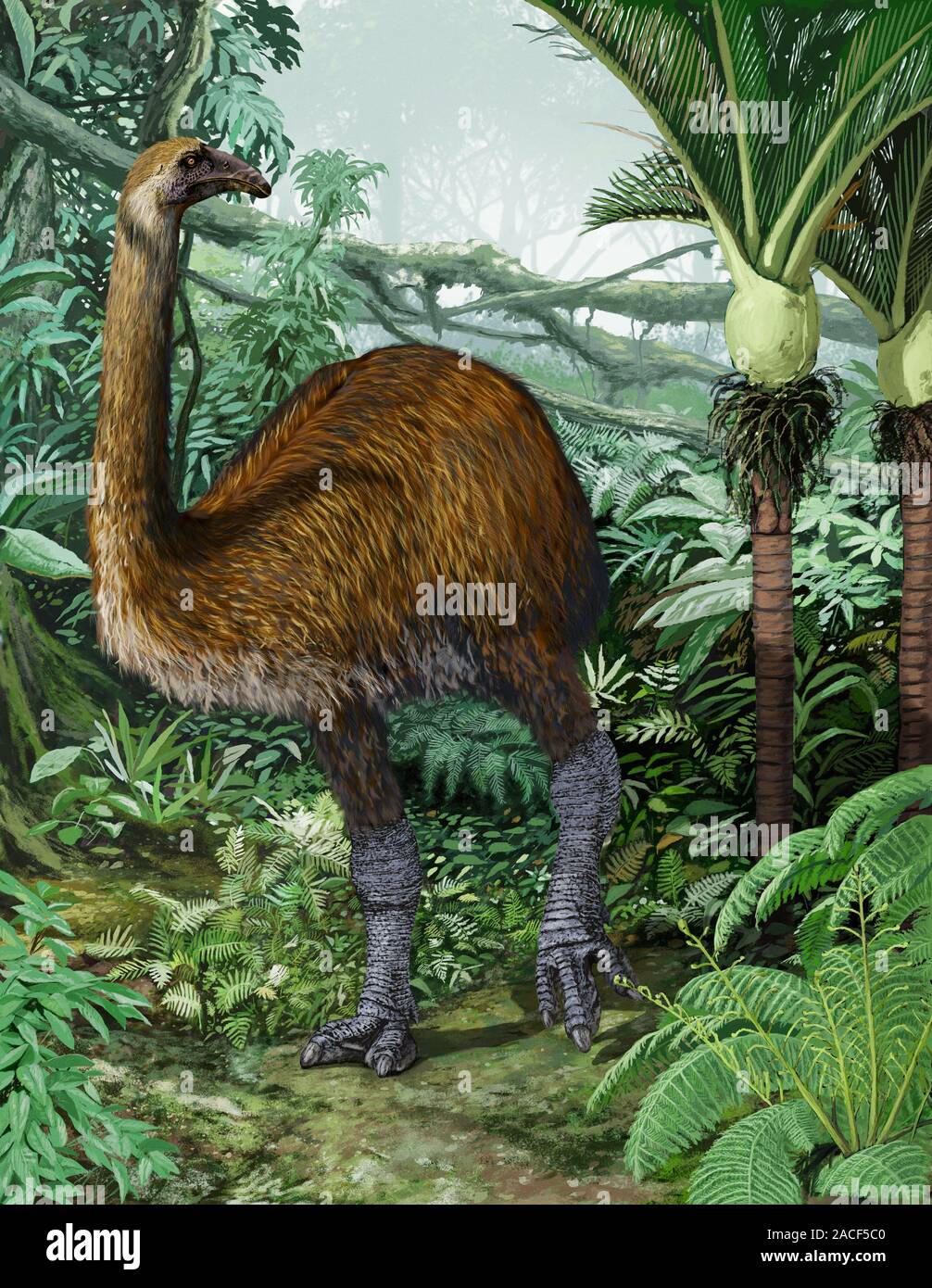 Giant moa (Dinornis sp.) in dense forest, artwork. The giant moa was a ...