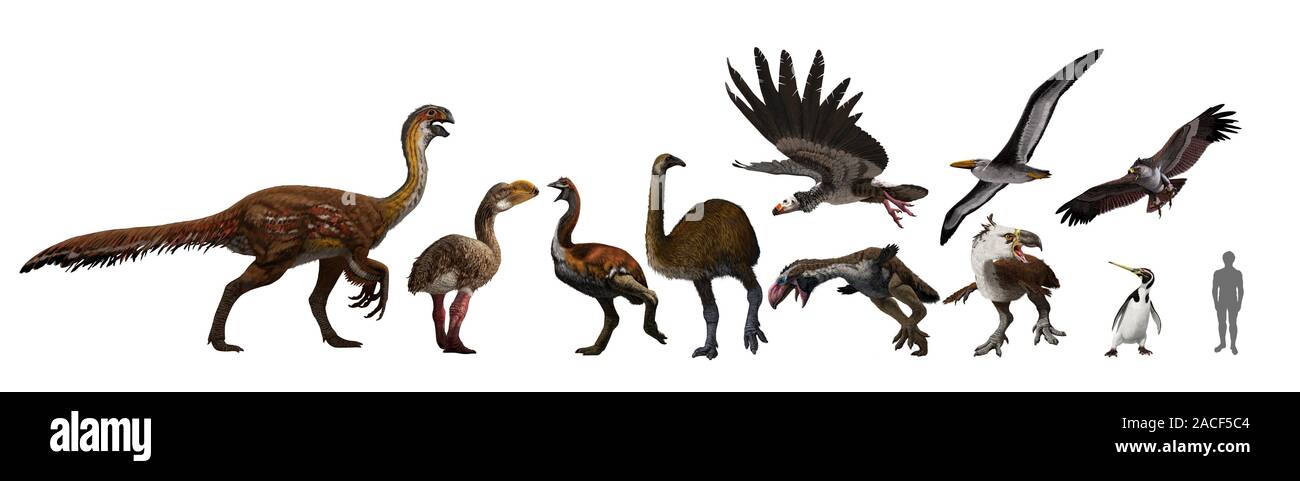 Extinct birds. Artwork comparing the size of various extinct birds and ...