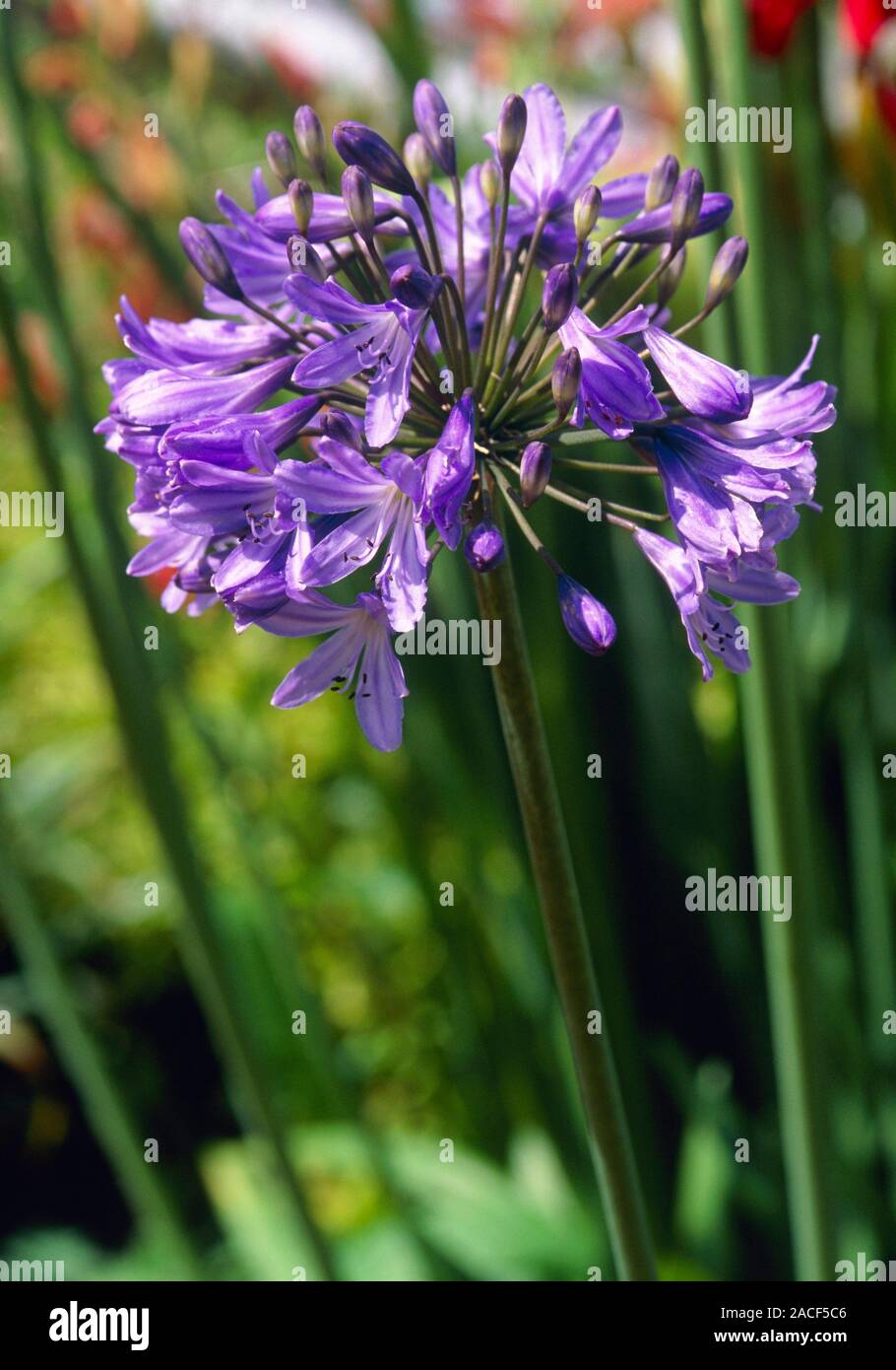 African blue lily (Agapanthus praecox orientalis 'Bressingham Blue ...
