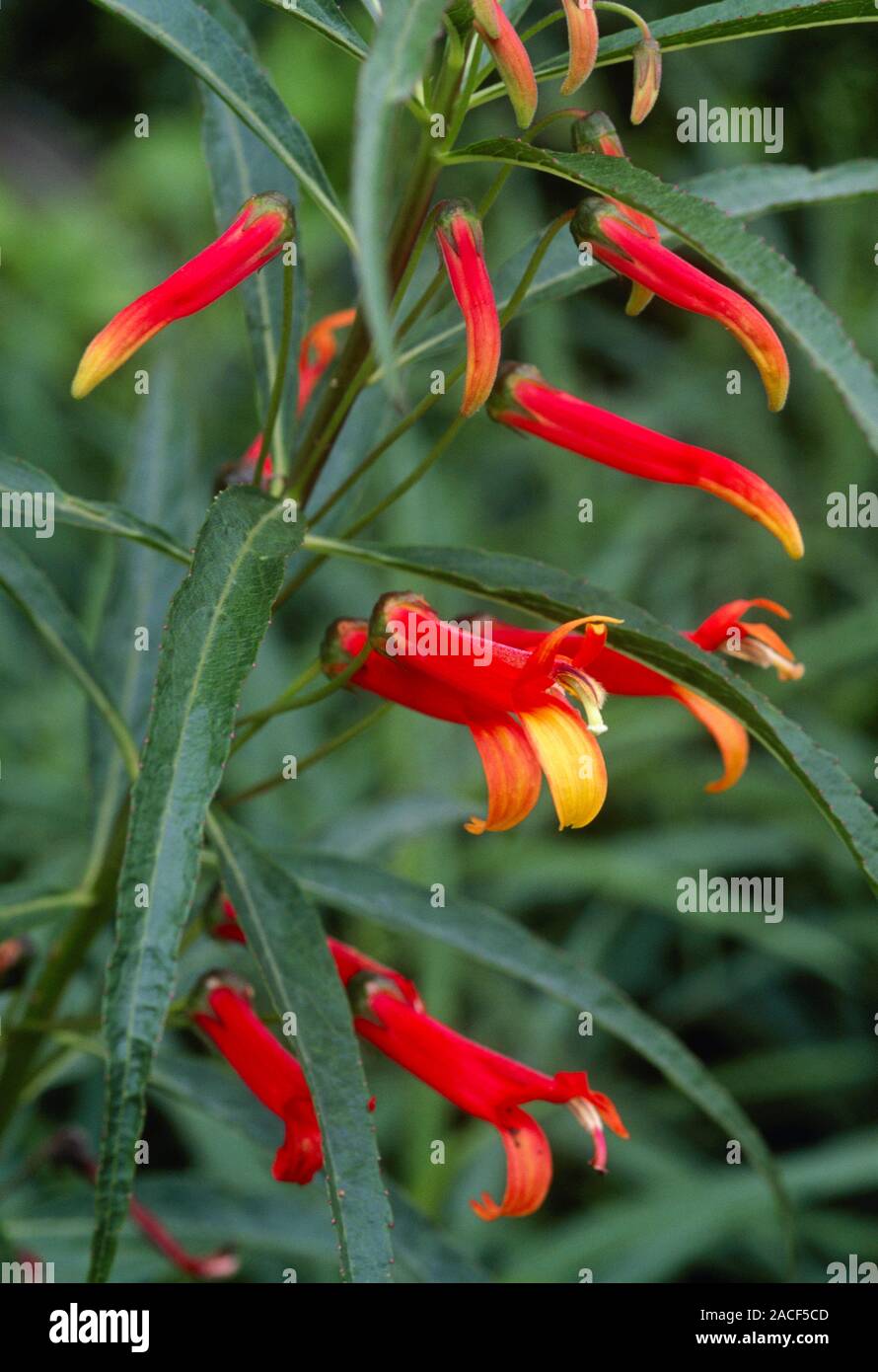 Mexican cardinal flower (Lobelia laxiflora 'Jack McMaster' Stock Photo ...