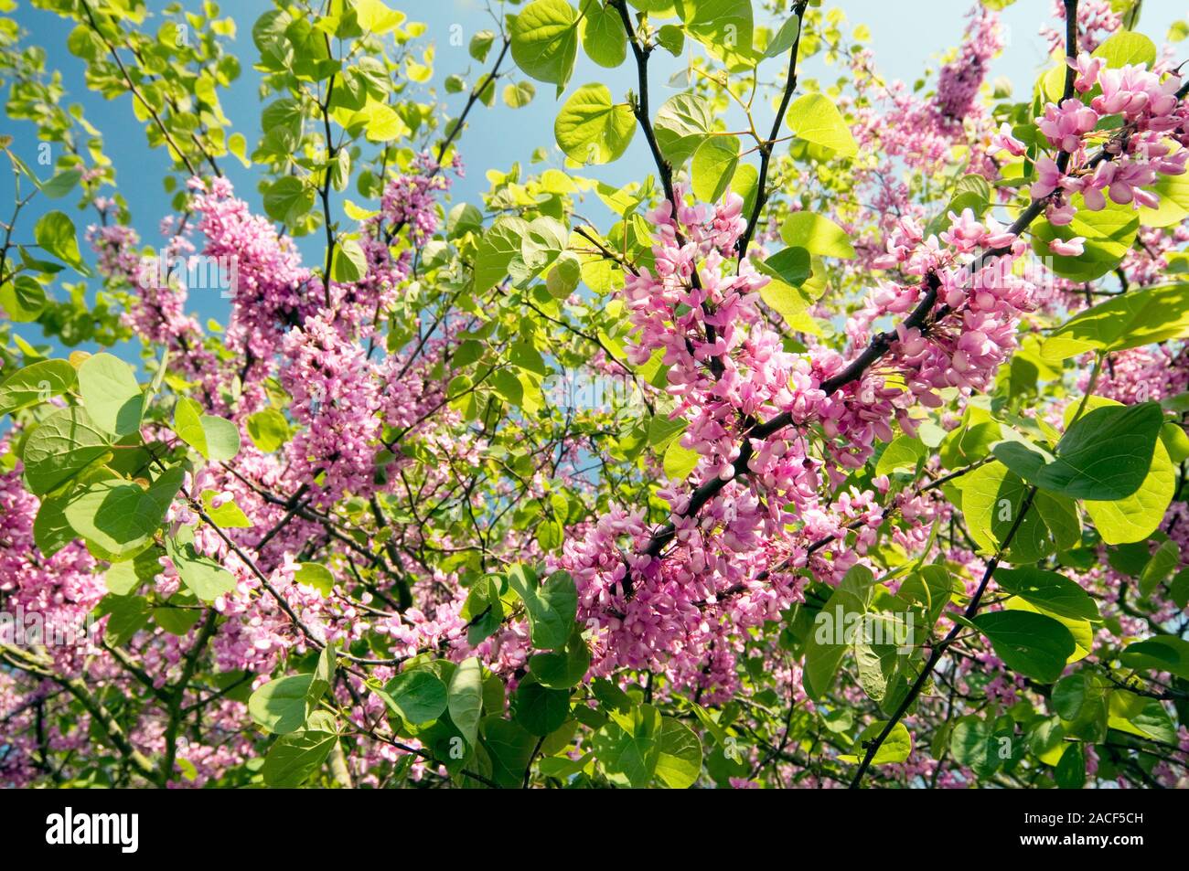 Judas tree flowers (Cercis siliquastrum). Photographed in the UK in ...