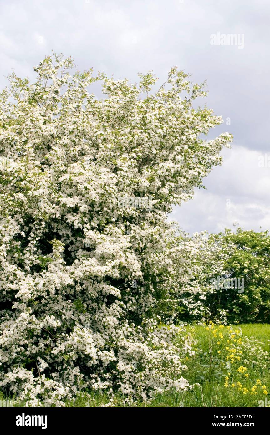 Common hawthorn tree (Crataegus monogyna) in flower. Photographed in ...