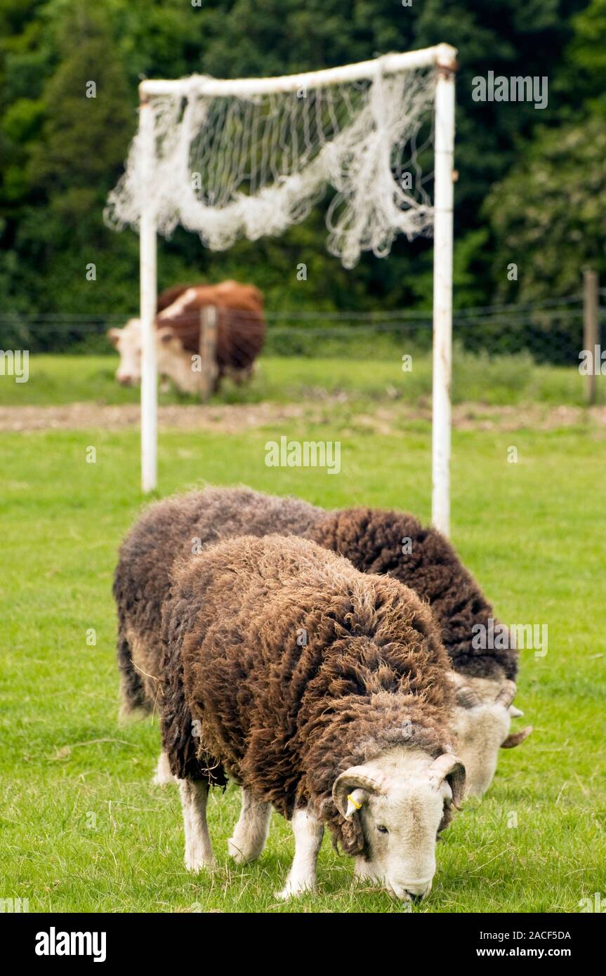Herdwick sheep (Ovis aries). These are a hardy breed of domesticated ...