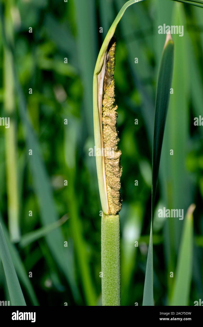 Bulrush flower (Typha latifolia). This aquatic plant is also known as ...