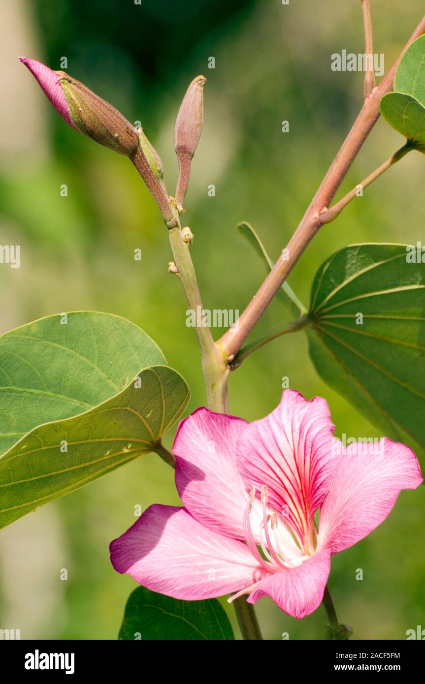 Bauhinia flower (Bauhinia sp Stock Photo - Alamy