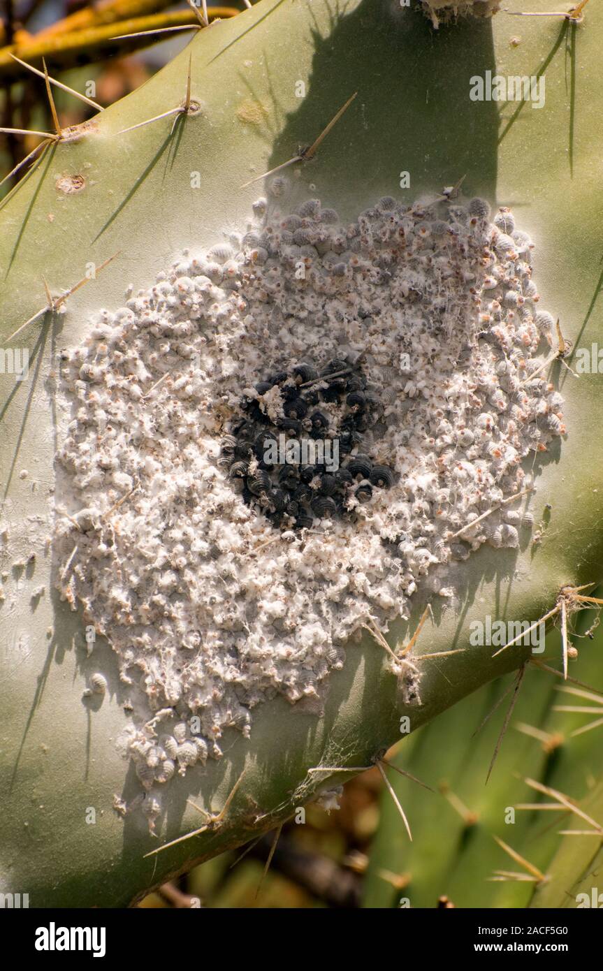 Cochineal insects (Dactylopius coccus) parasitising a prickly pear ...