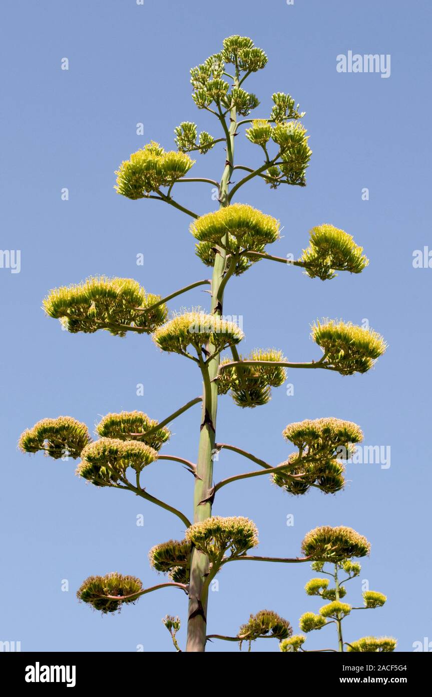Century plant (Agave americana) in flower Stock Photo - Alamy