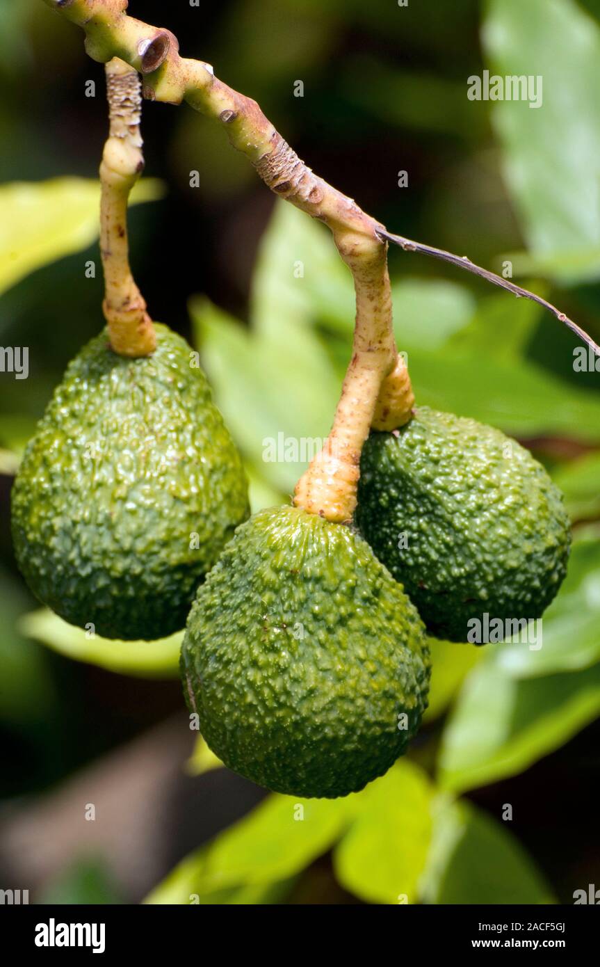 Avocado pears (Persea americana) ripening on a tree Stock Photo - Alamy