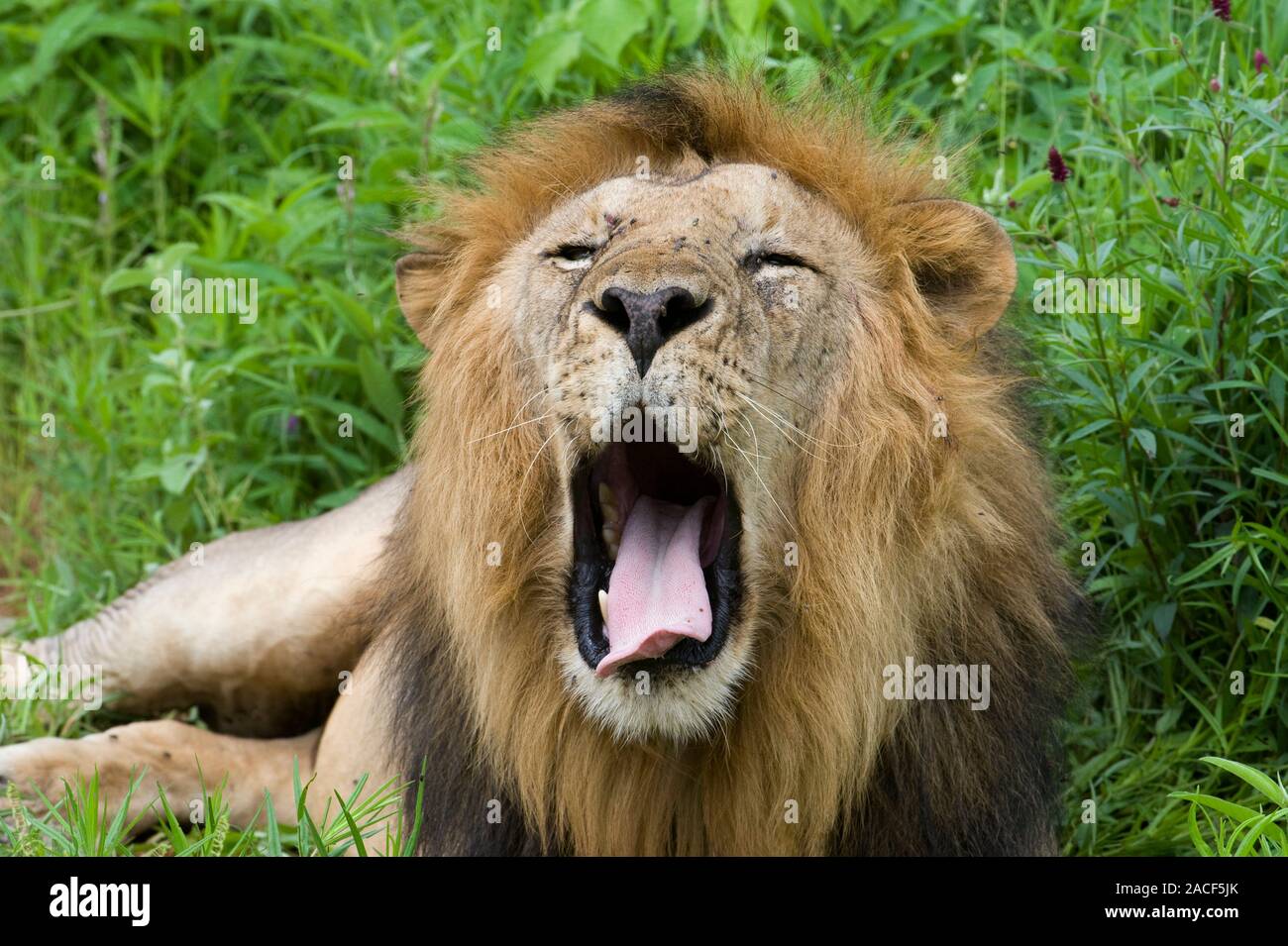 Lion (Panthera leo) yawning. Lions are found in the savannah and ...