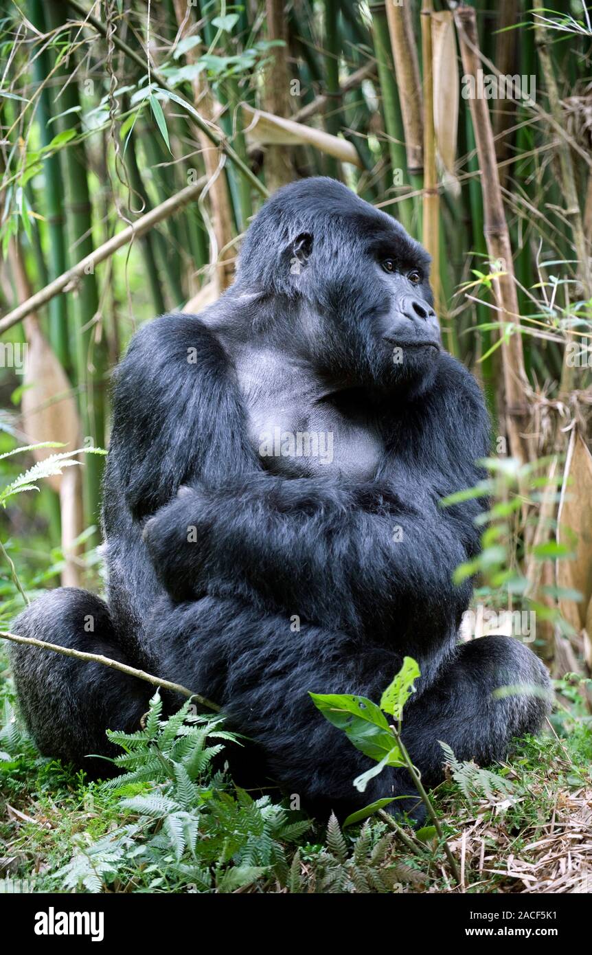 Mountain gorilla (Gorilla beringei beringei). The mountain gorilla is ...