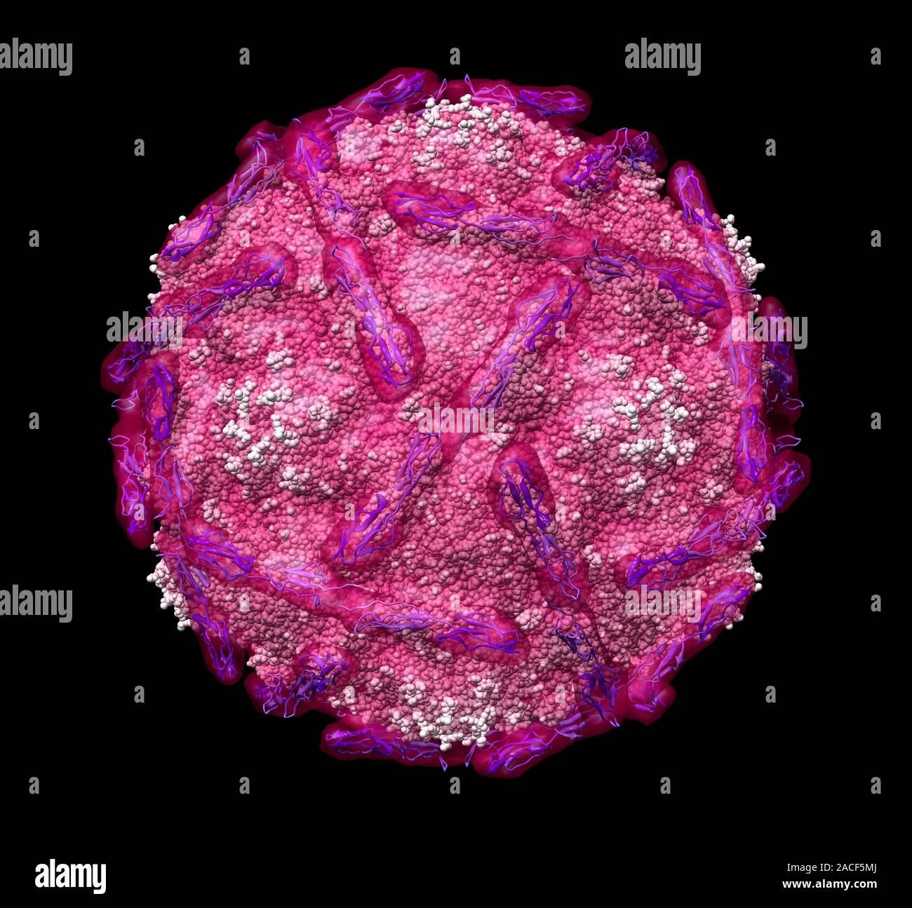 Echovirus type 12 with host receptor molecules, computer model ...