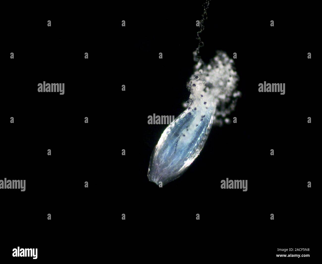 Comb jelly (Pleurobrachia sp.). Comb jellies (Ctenophores) are ...