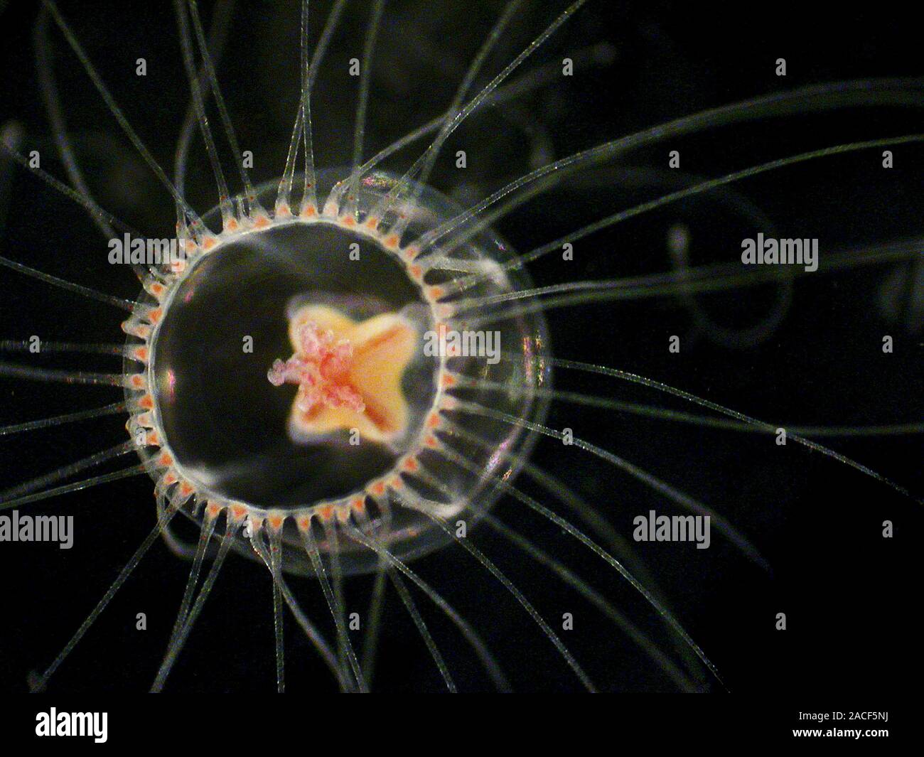 Hydromedusa. Medusa stage of the Hydrozoan Oceania armata. Hydromedusae ...