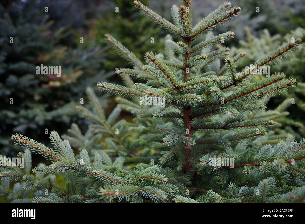 Tree branch stands hi-res stock photography and images - Alamy