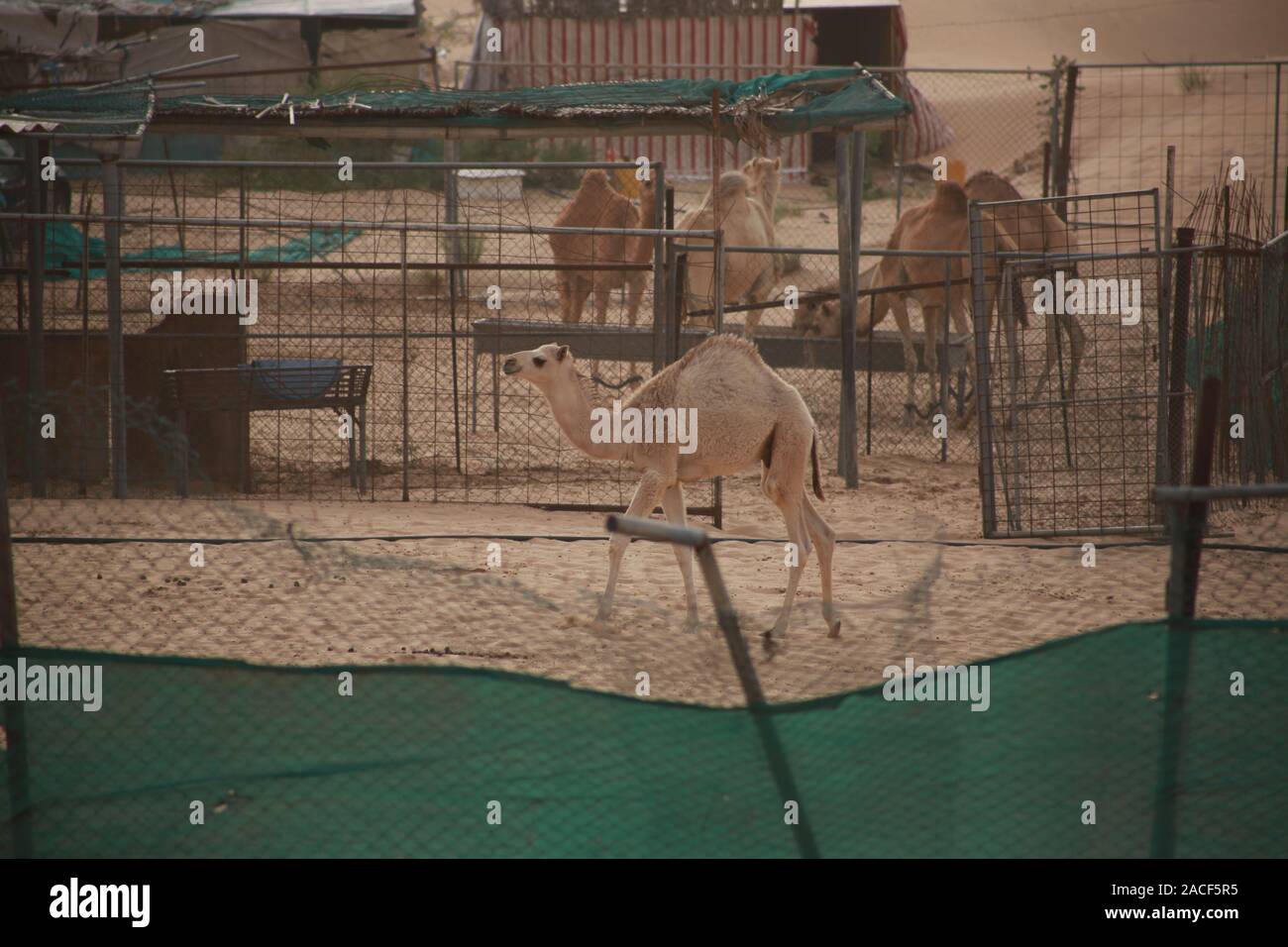 Camel farm in Dubai, UAE Stock Photo - Alamy