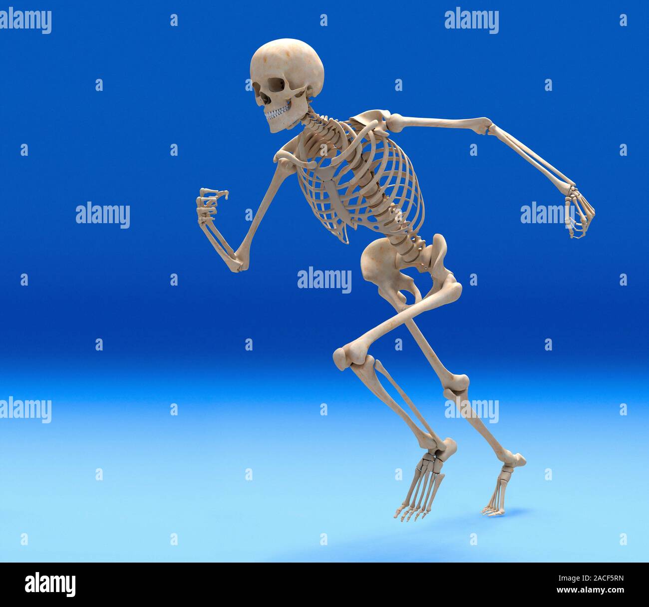 Running skeleton, computer artwork Stock Photo - Alamy