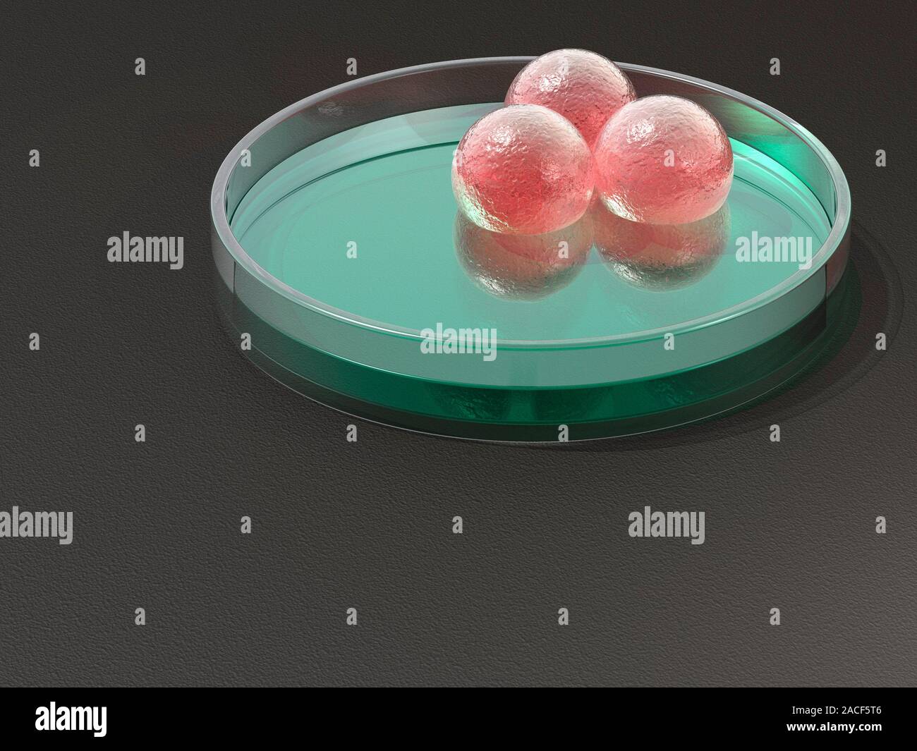 Stem cells. Conceptual computer artwork showing enlarged stem cells in ...