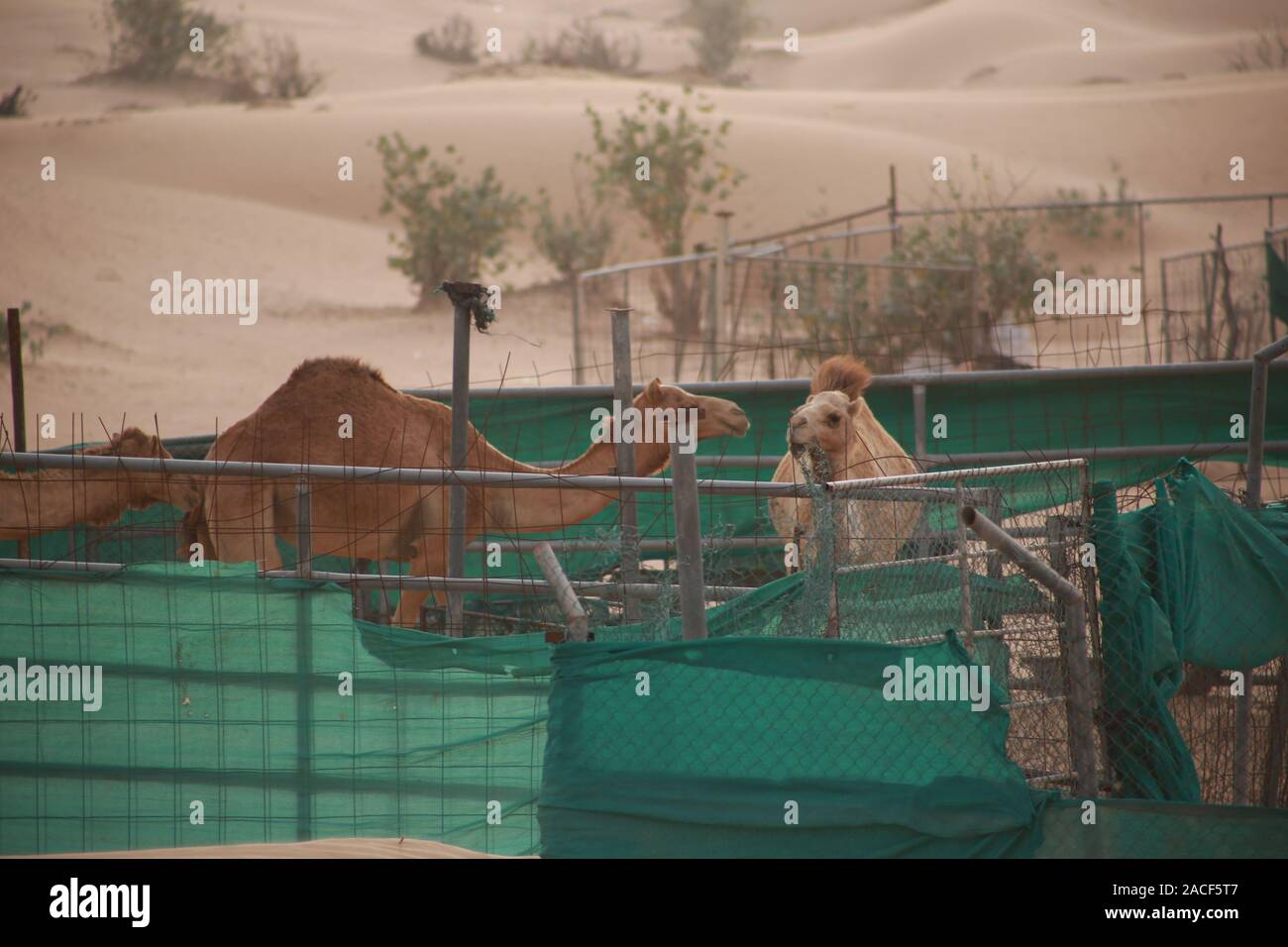 Camel farm in Dubai, UAE Stock Photo - Alamy